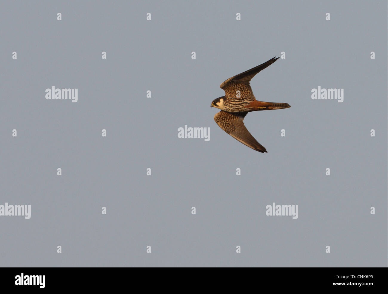 Northern hobby falco subbuteo hi-res stock photography and images - Alamy