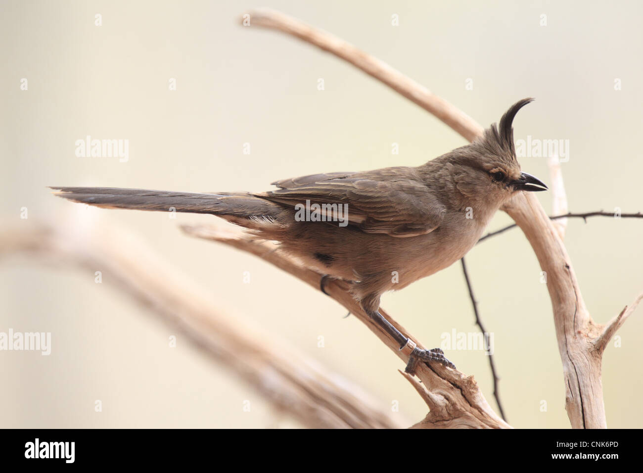 Chiming Wedgebill (Psophodes occidentalis) adult, perched on branch ...