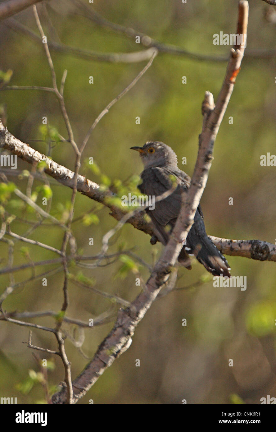 Oriental cuckoos hi-res stock photography and images - Alamy