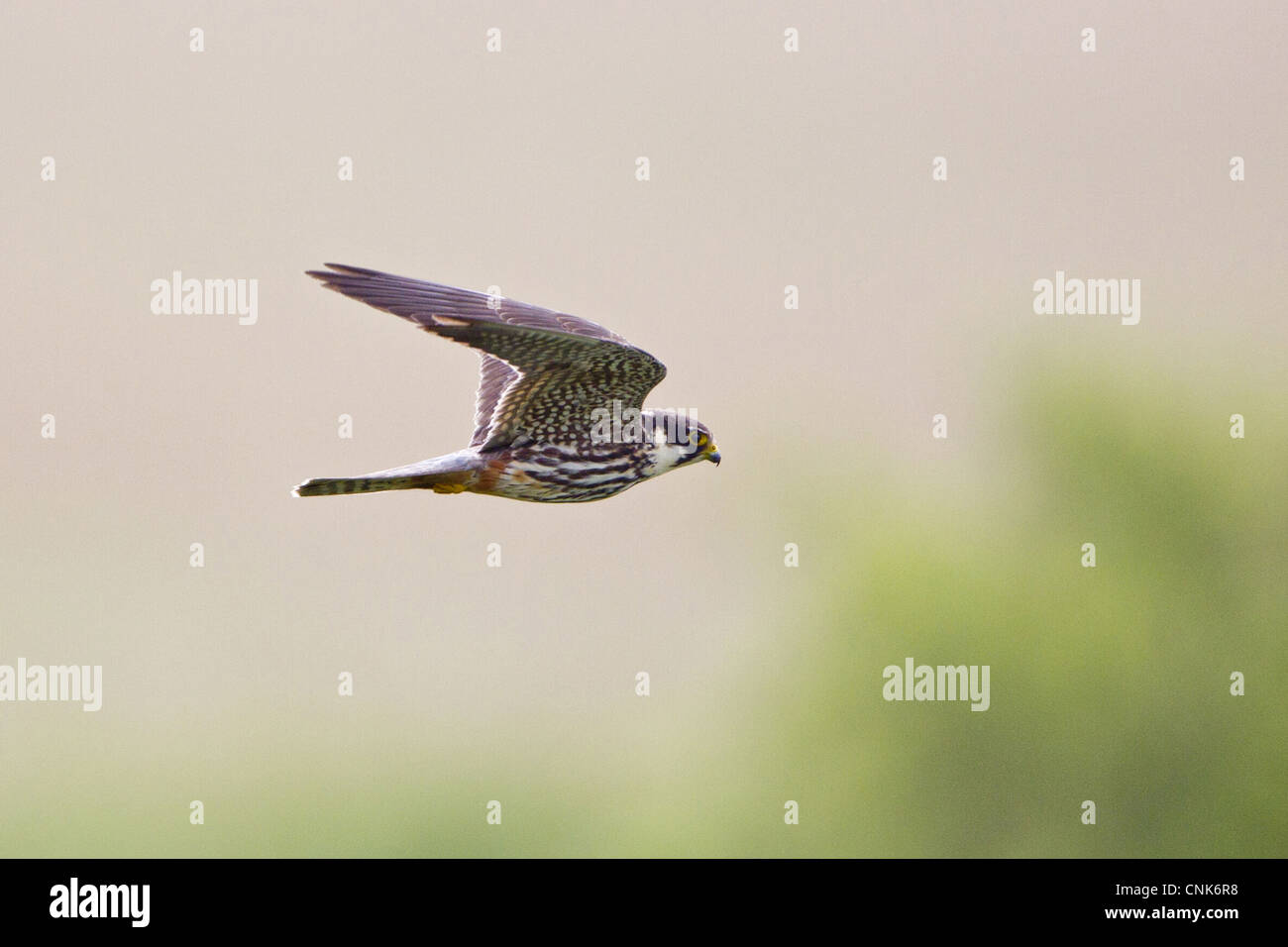Eurasian Hobby (Falco subbuteo) adult, in flight, Minsmere RSPB Reserve ...