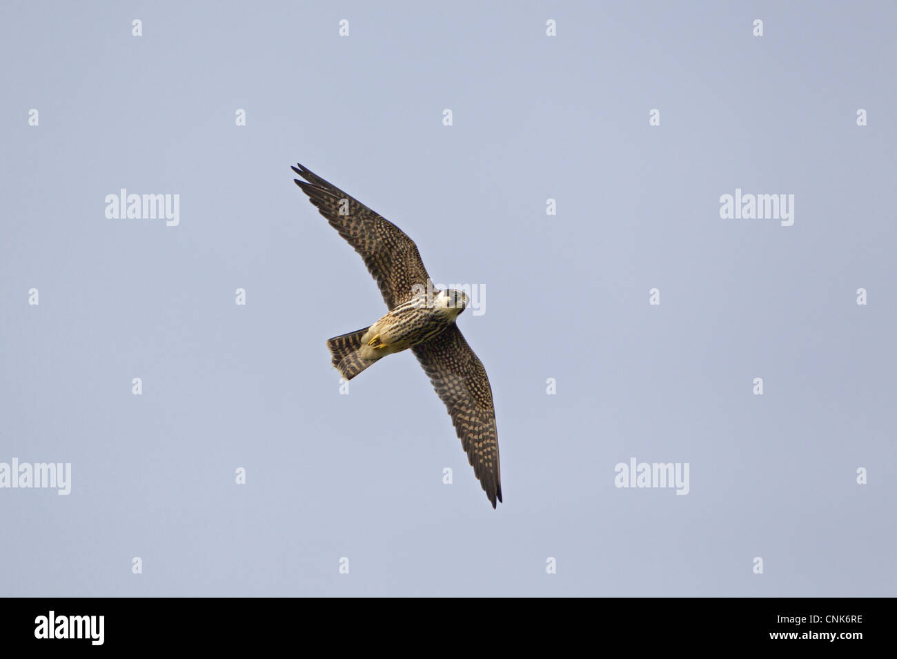 Eurasian Hobby (Falco subbuteo) juvenile, in flight, Minsmere RSPB ...
