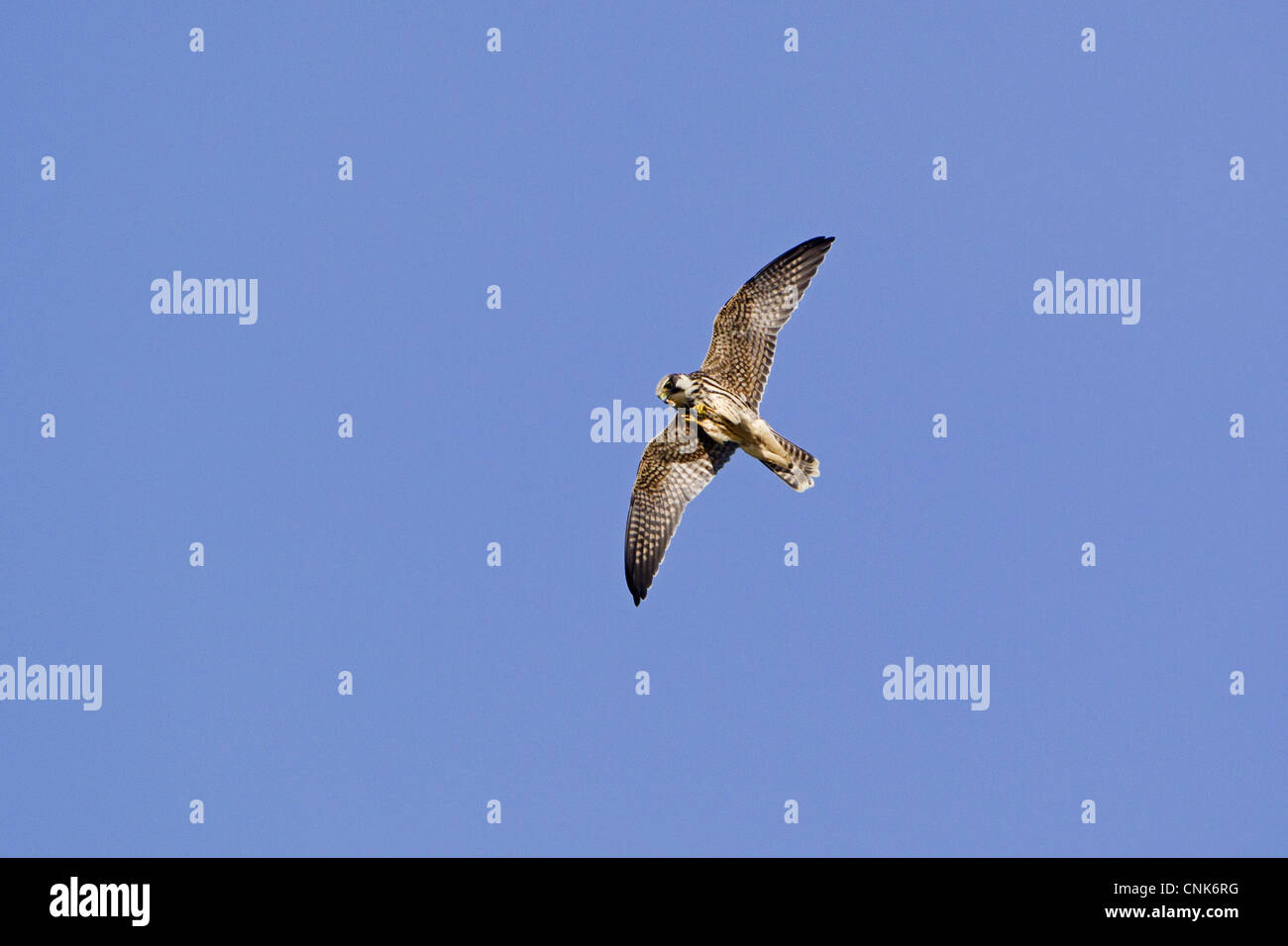 Eurasian Hobby (Falco subbuteo) juvenile, in flight, feeding on ...