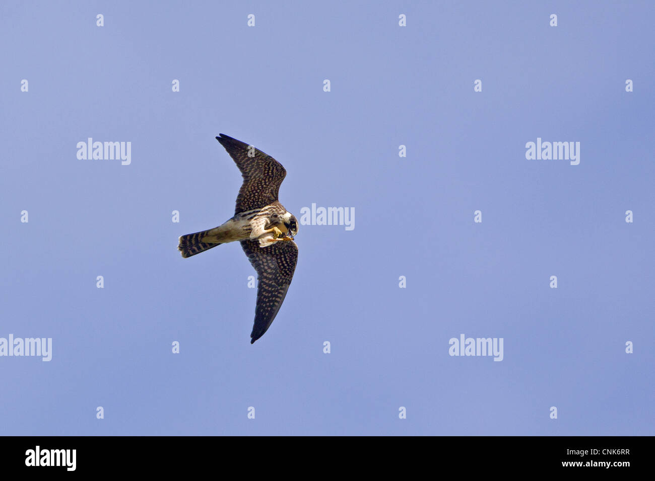 Eurasian Hobby (Falco subbuteo) juvenile, in flight, feeding on ...