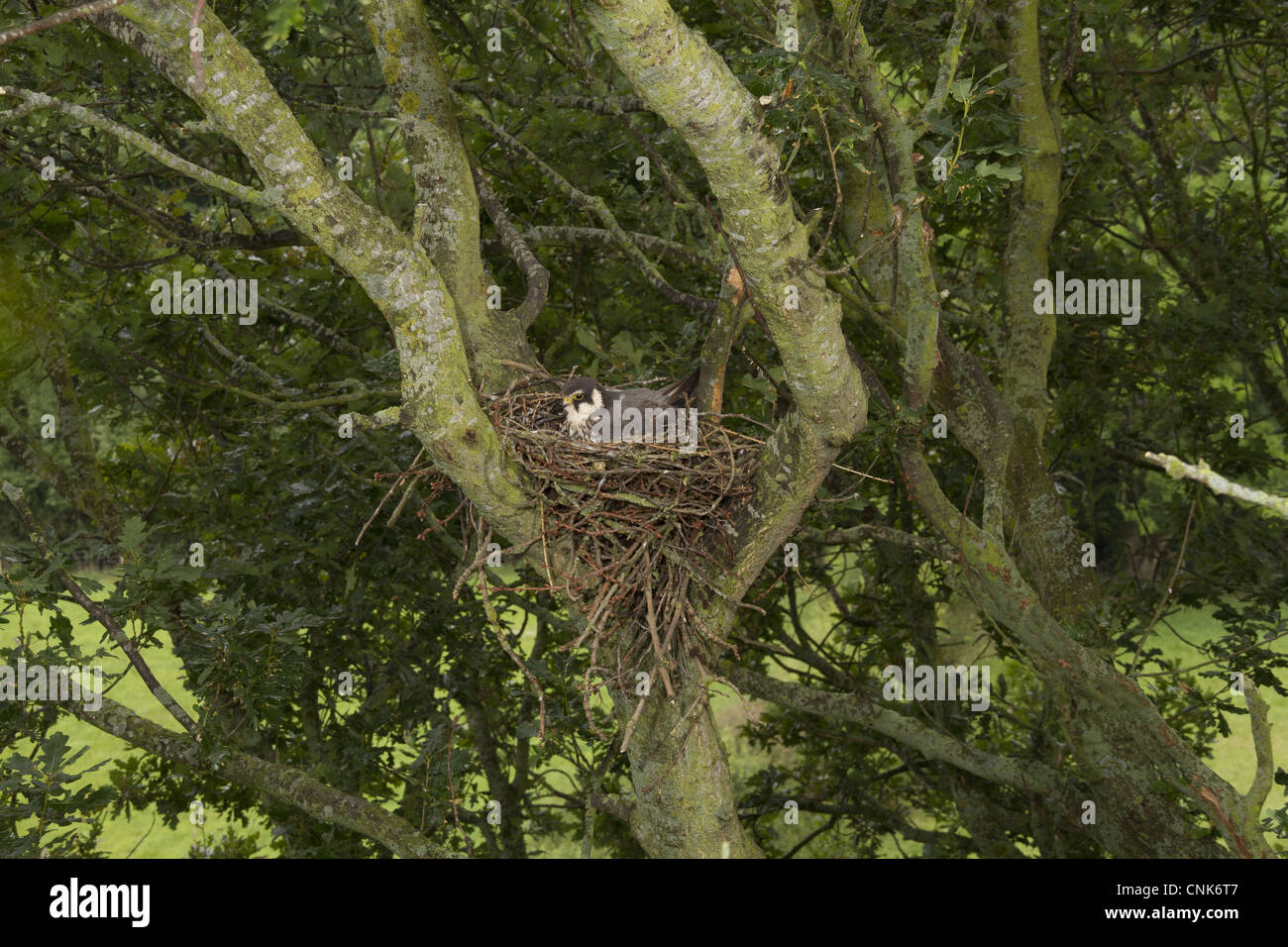 Eurasian Hobby Falco subbuteo adult brooding chicks nest nesting old ...