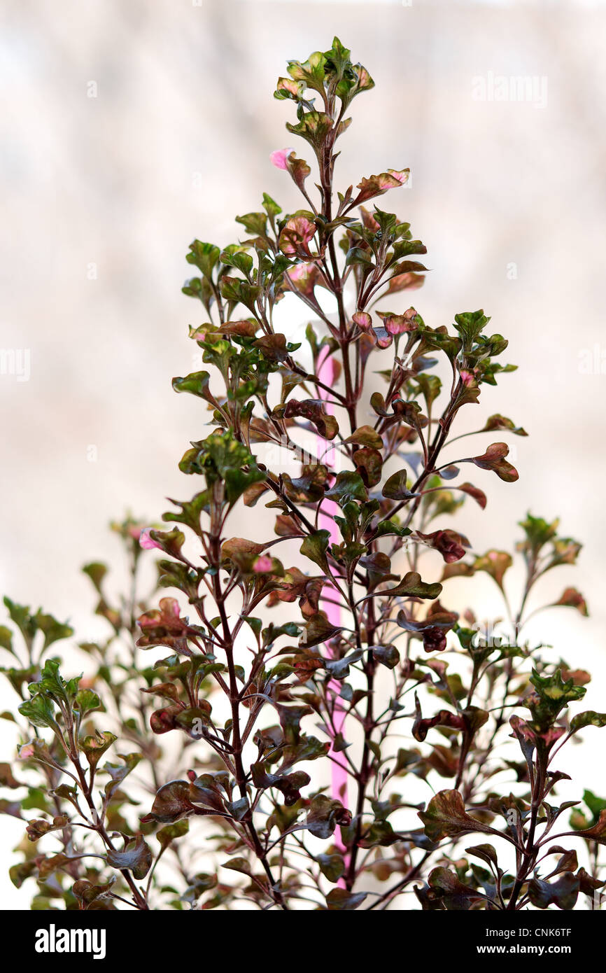 Crown flowers hi-res stock photography and images - Alamy