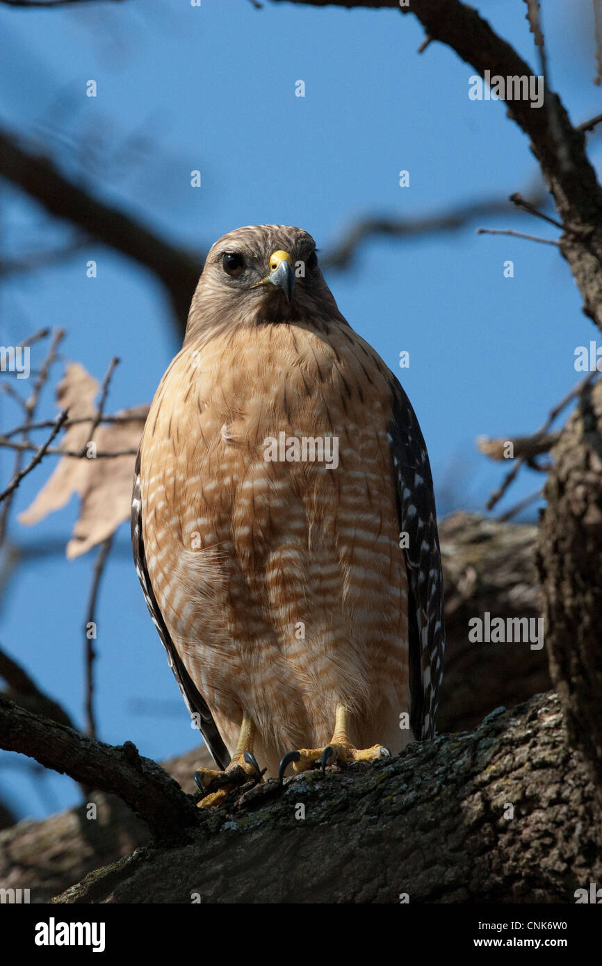 Bird Bird of Prey Hawk Red Shoulder Hawk Stock Photo - Alamy