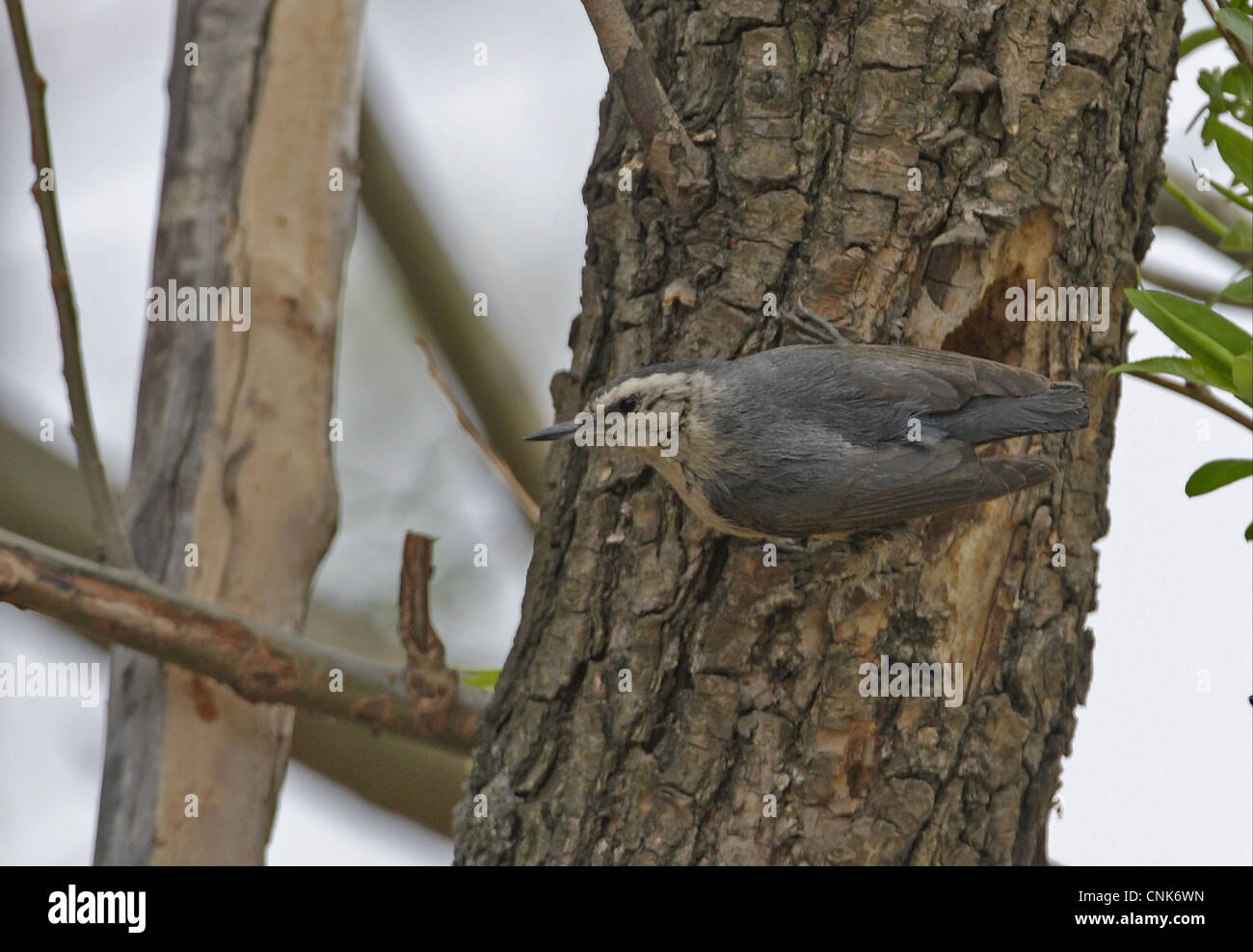 Snowy-browed Nuthatch (Sitta villosa) adult, at nesthole entrance in ...