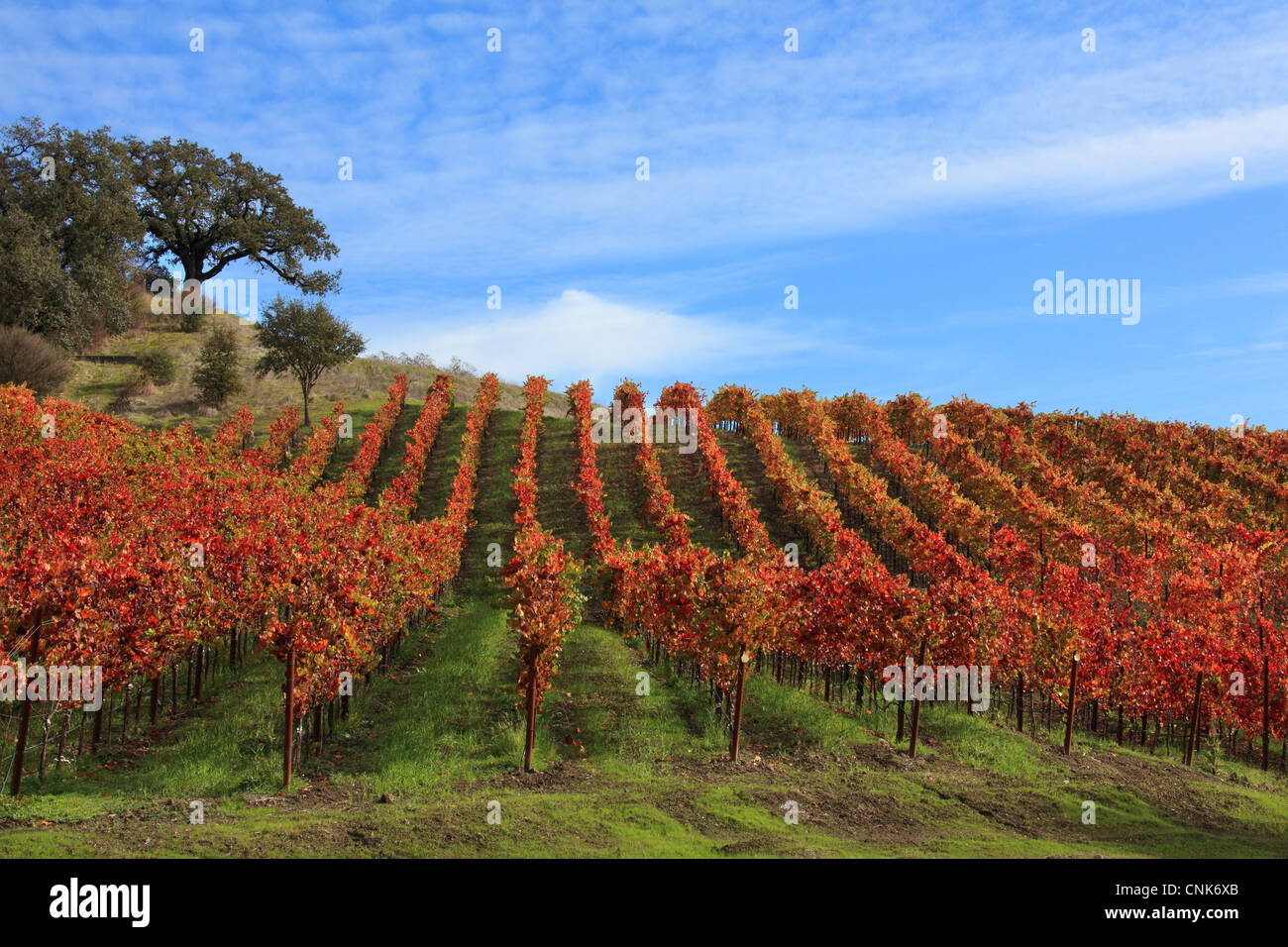 Usa north america sonoma county grape vines agriculture viticulture ...
