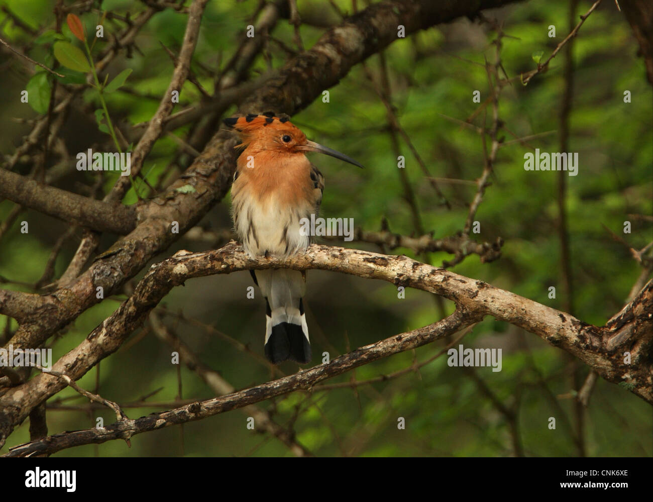 Eurasian Hoopoe (Upupa epops) adult male, perched on branch, Sri Lanka ...