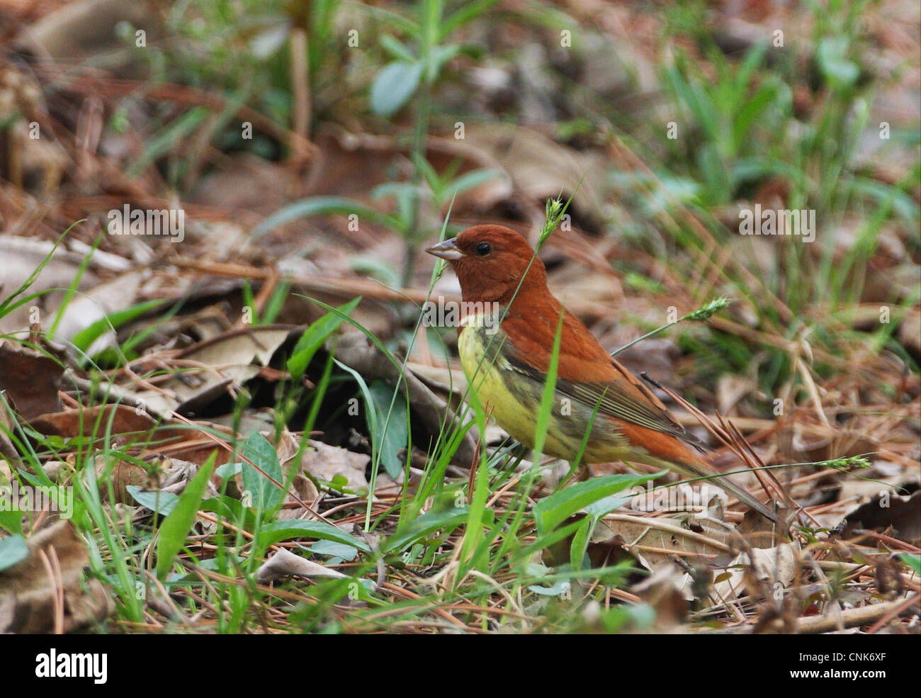 Chestnut buntings hi-res stock photography and images - Alamy