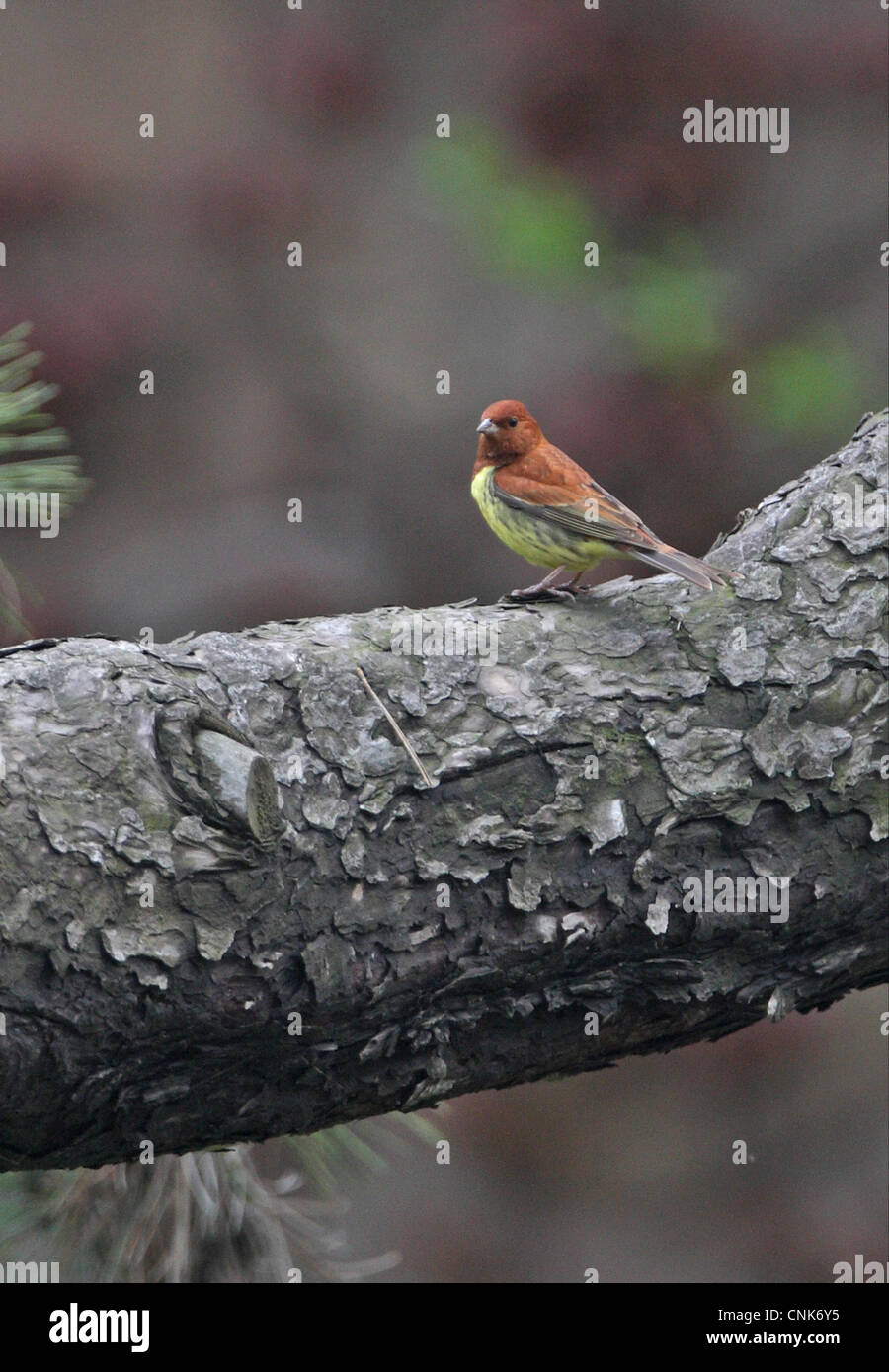 Chestnut Bunting High Resolution Stock Photography and Images - Alamy