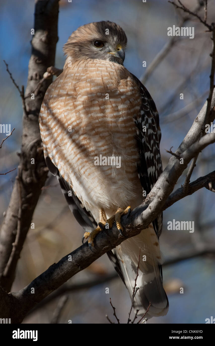 Bird Bird of Prey Hawk Red Shoulder Hawk Stock Photo - Alamy