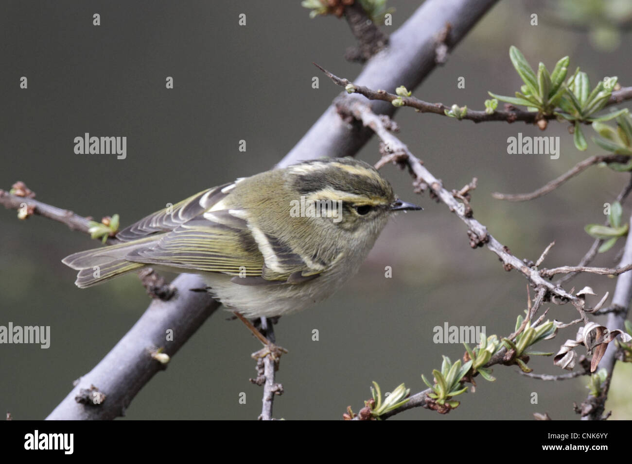Sichuan Leaf-warbler (Phylloscopus forresti) adult, perched on twig ...