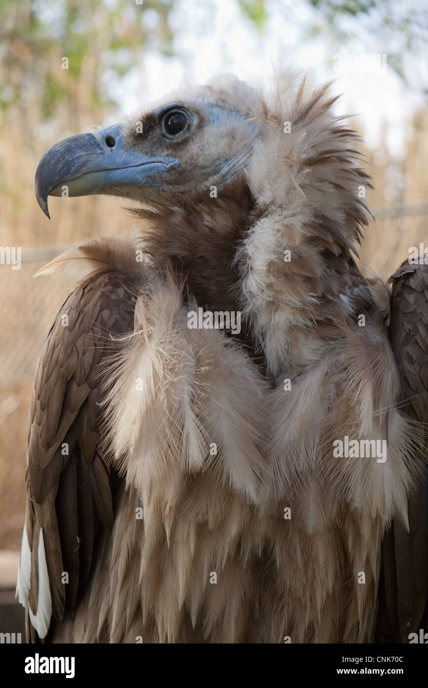 Bird Bird of Prey Cinereous Vulture Vulture Stock Photo - Alamy