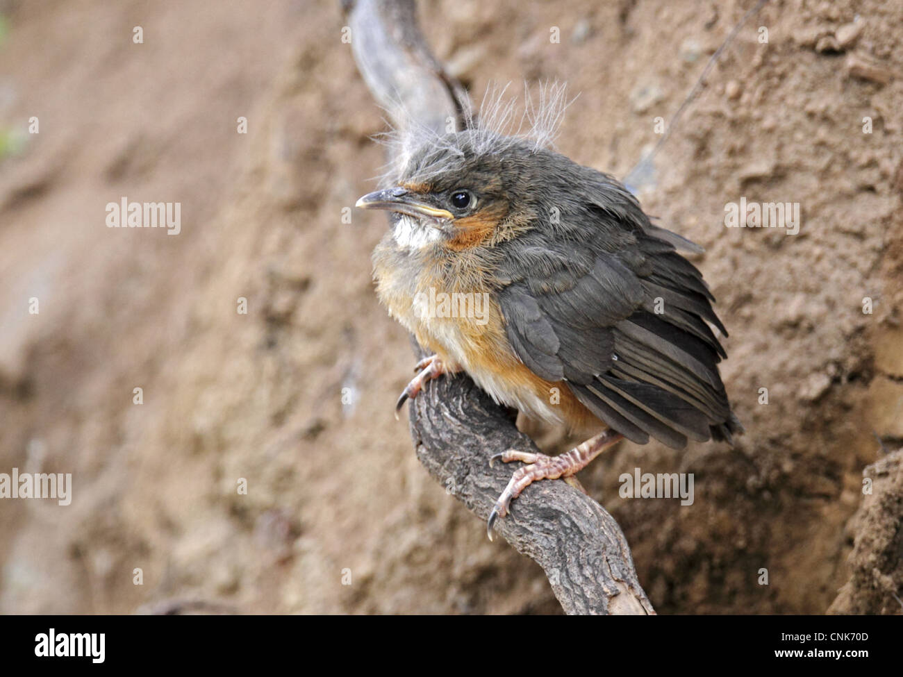 Black-streaked Scimitar-babbler (Pomatorhinus gravivox) fledgling ...