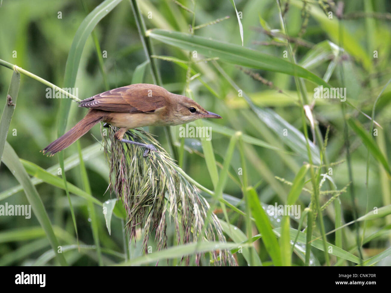 Oriental Reed-warbler (Acrocephalus orientalis) adult, perched on reed ...