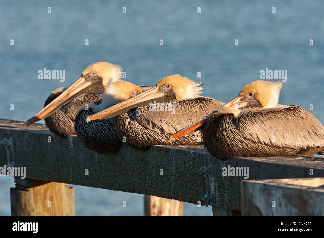 USA, Texas, Aransas Co., Goose Island State Park, Brown Pelicans ...