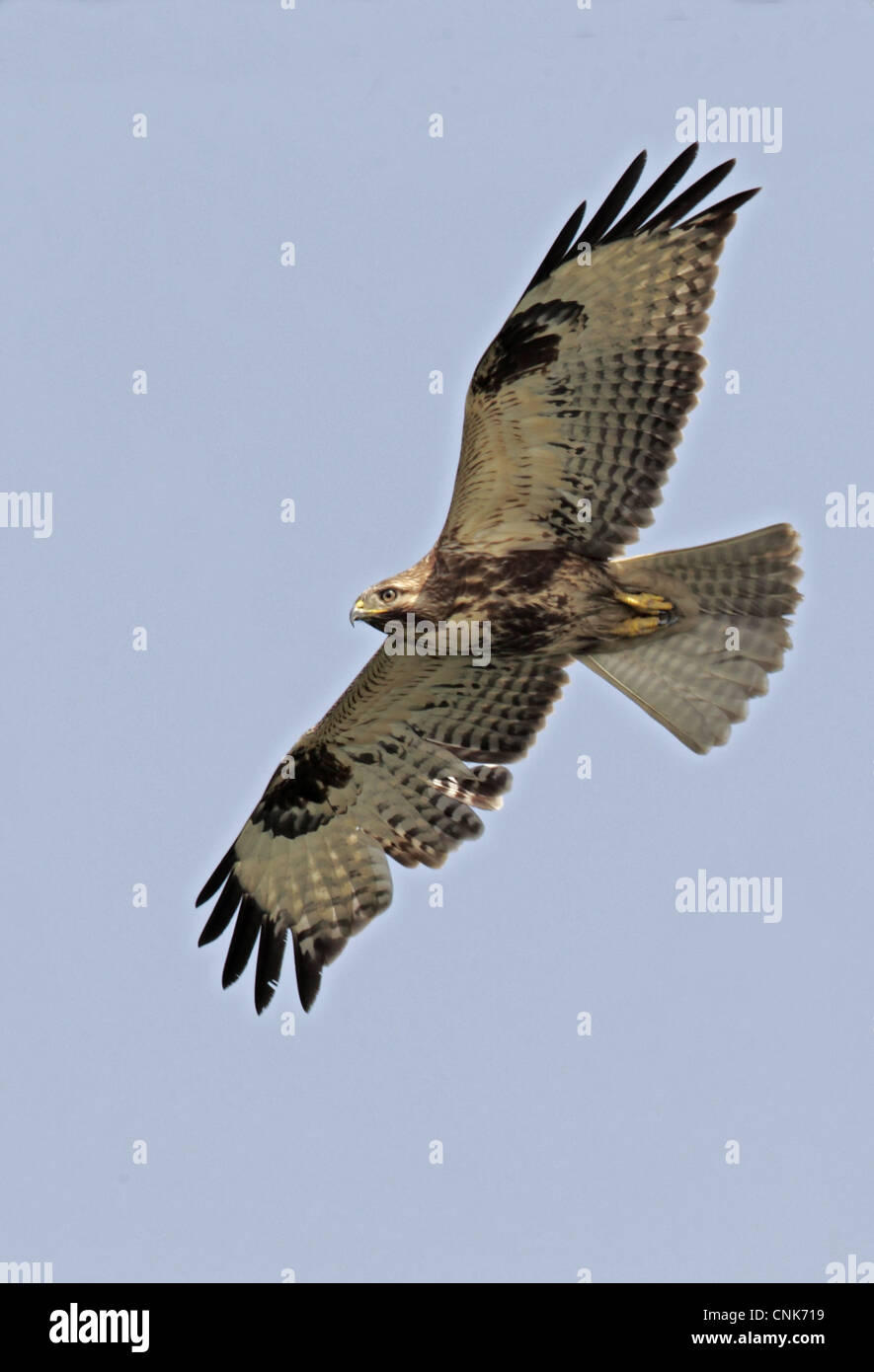 Eastern Buzzard (Buteo japonicus) adult, in flight, Hong Kong, China ...