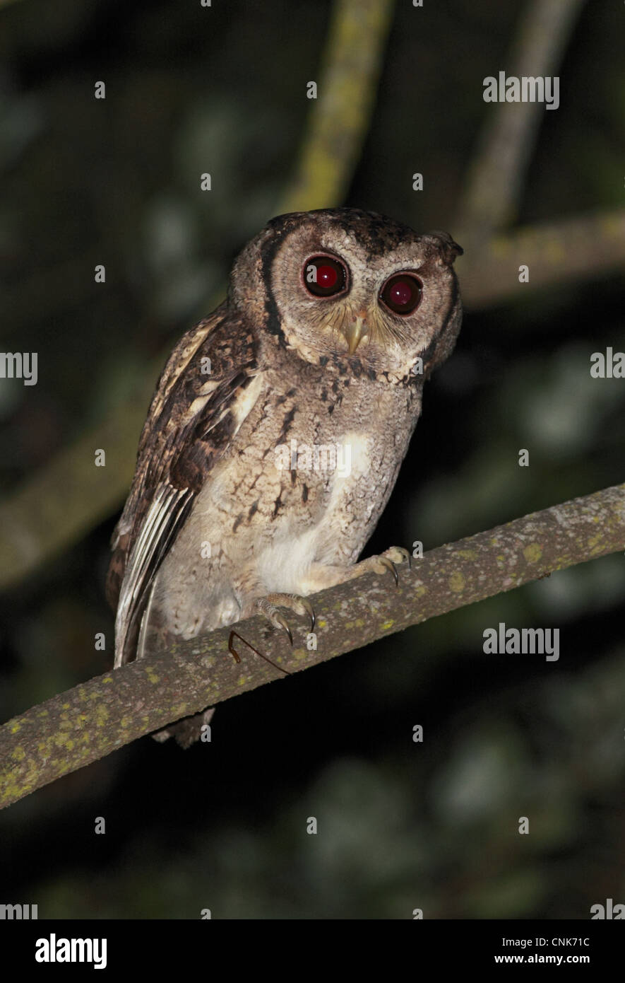 Collared owls hi-res stock photography and images - Alamy