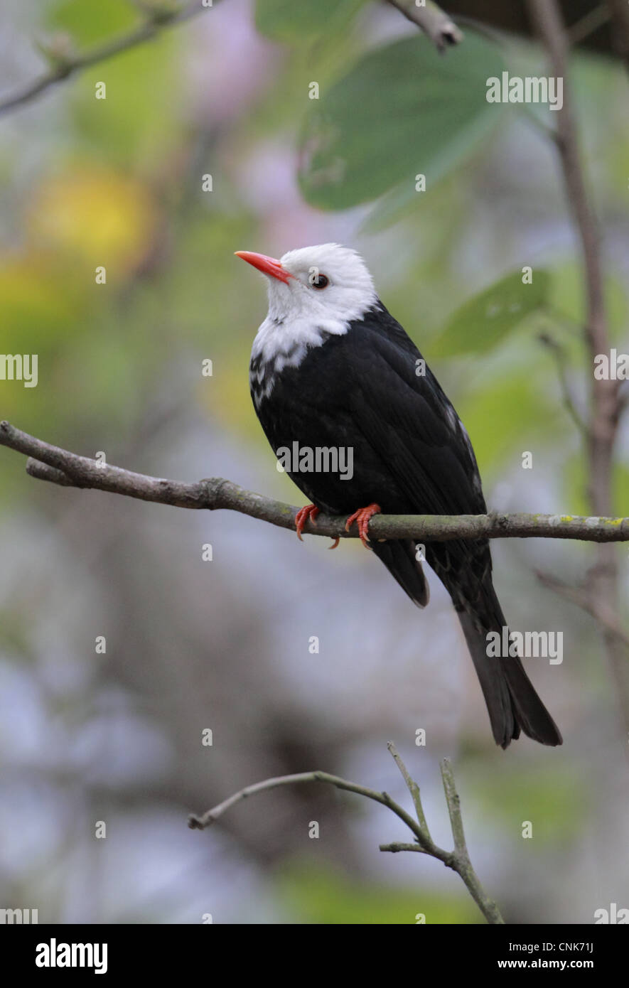 Black Bulbul (Hypsipetes leucocephalus) white-headed morph, adult ...