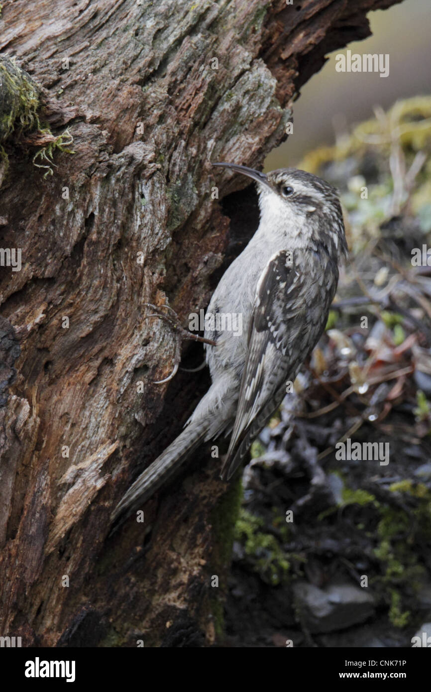 Bar-tailed Treecreeper (Certhia himalayana) adult, foraging on tree ...