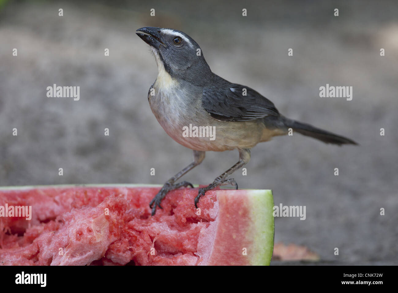 Greyish saltator saltator coerulescens hi-res stock photography and ...