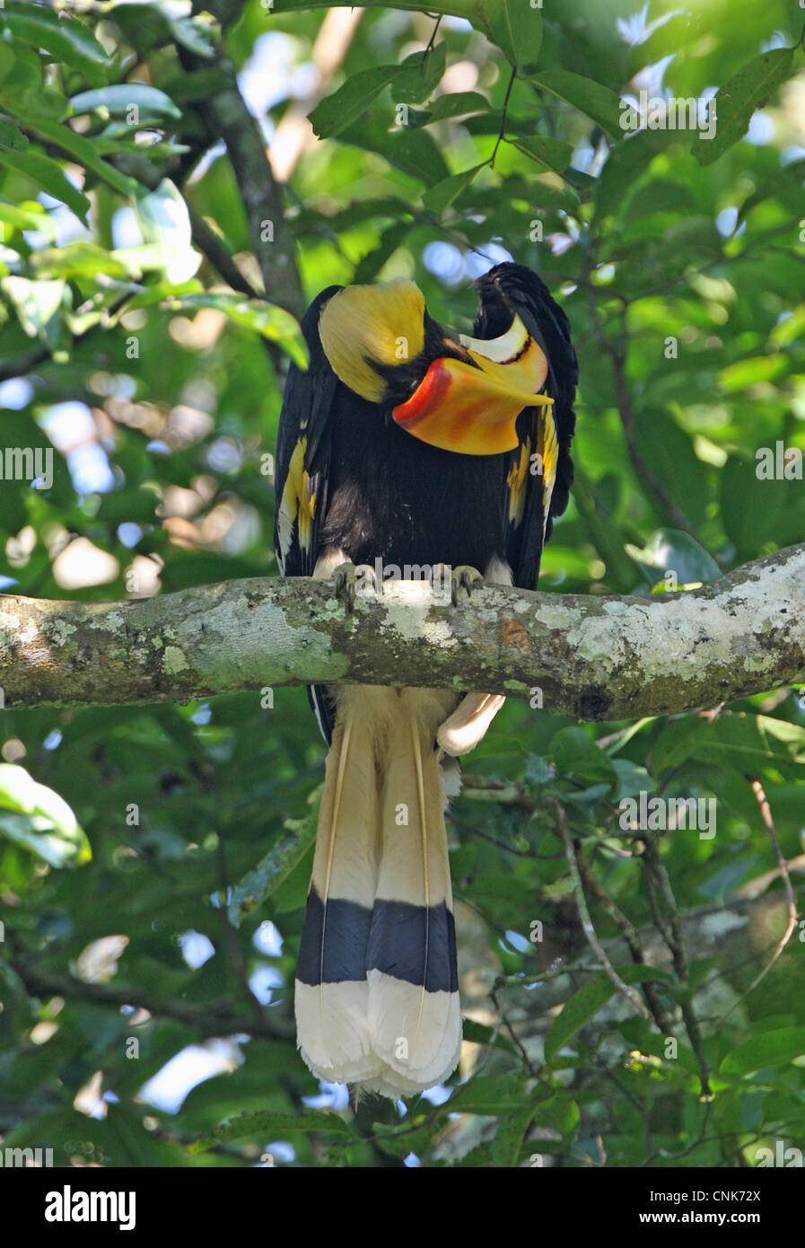Great hornbills buceros bicornis hi-res stock photography and images ...