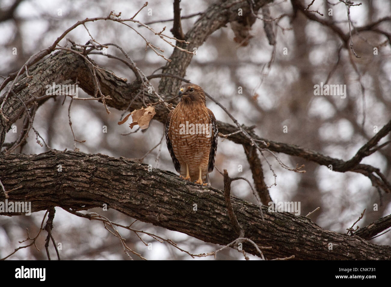 Bird Bird of Prey Hawk Red Shoulder Hawk Stock Photo - Alamy
