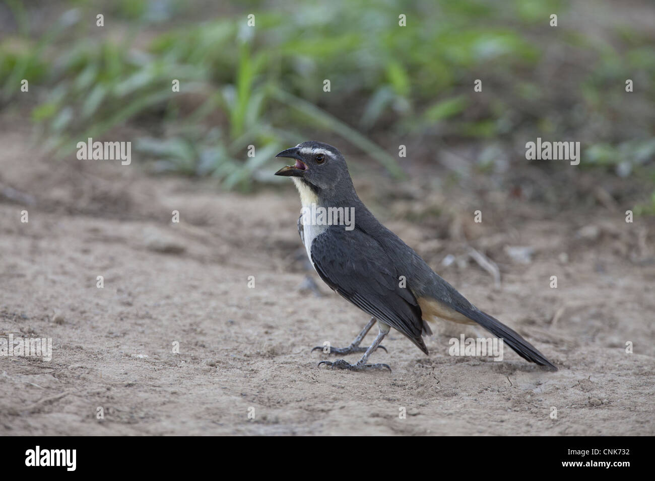 Greyish Saltator (Saltator coerulescens) adult, with beak open ...