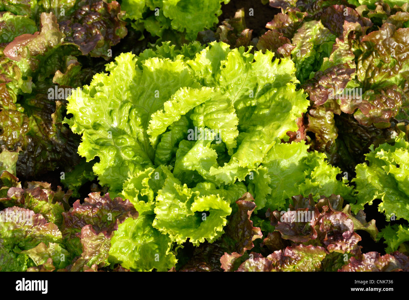 Lettuce "Dorée de printemps" in a vegetable garden (Lactuca sativa ...
