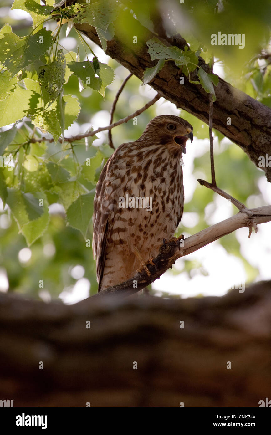 Bird Bird of Prey Hawk Red Shoulder Hawk Stock Photo - Alamy