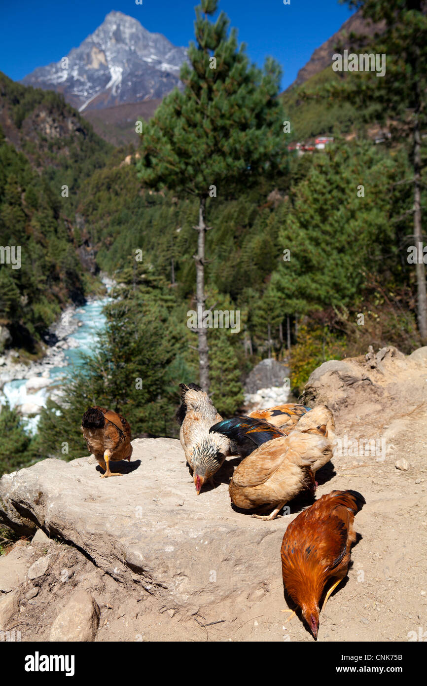 Chickens on the trail to Everest Base Camp, above the Dudh Kosi Stock ...