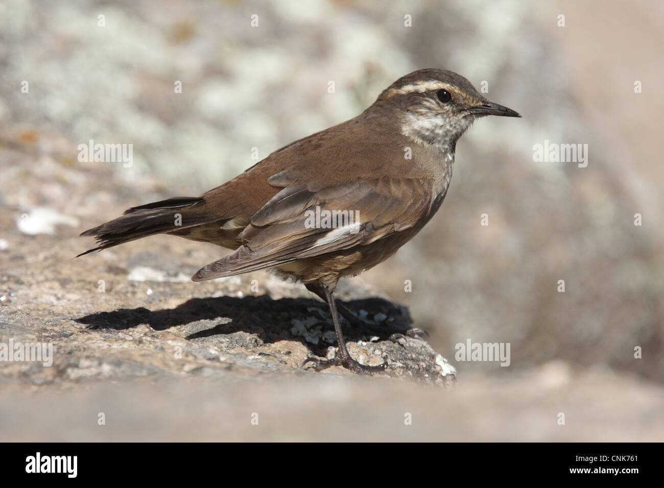 Olrog's Cinclodes (Cinclodes olrogi) adult, standing on rock, Pampa de Achala, Cordoba ...
