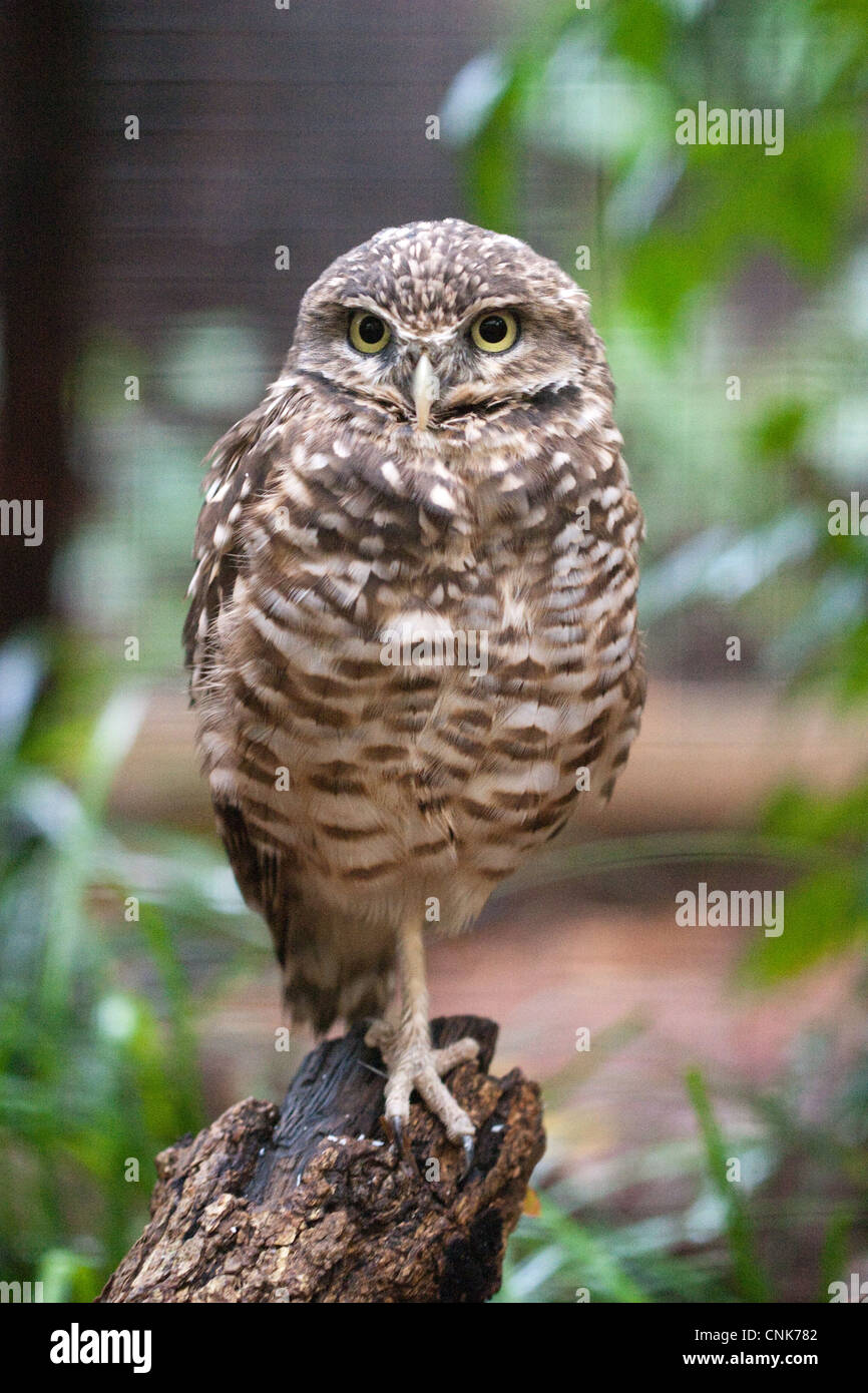 Silent bird hi-res stock photography and images - Alamy