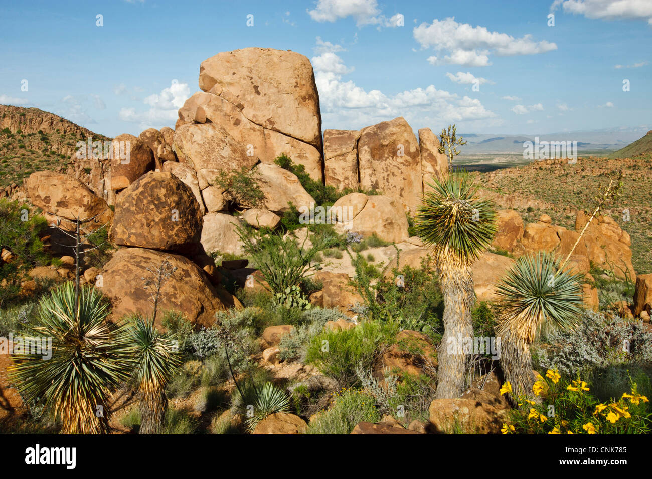 North America, USA, Texas, Brewster Co., Big Bend National Park ...
