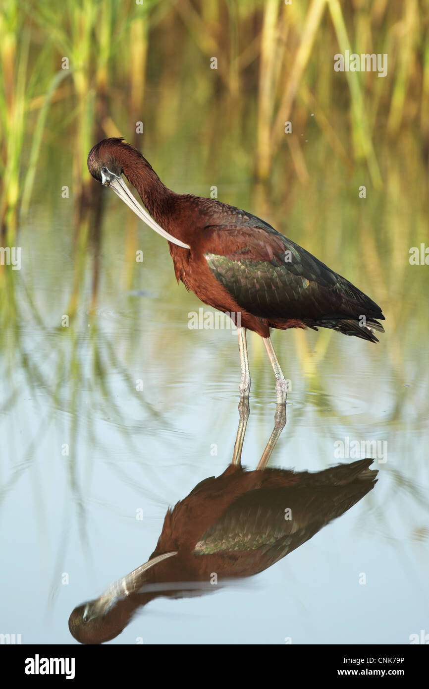 Glossy Ibis (Plegadis falcinellus) adult, summer plumage, preening ...