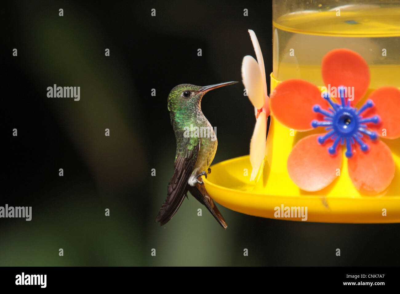 Amazilia versicolor versicolor hi-res stock photography and images - Alamy