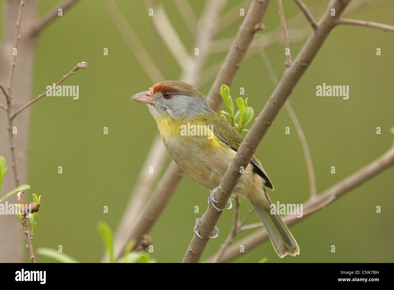 Gujanensis High Resolution Stock Photography and Images - Alamy