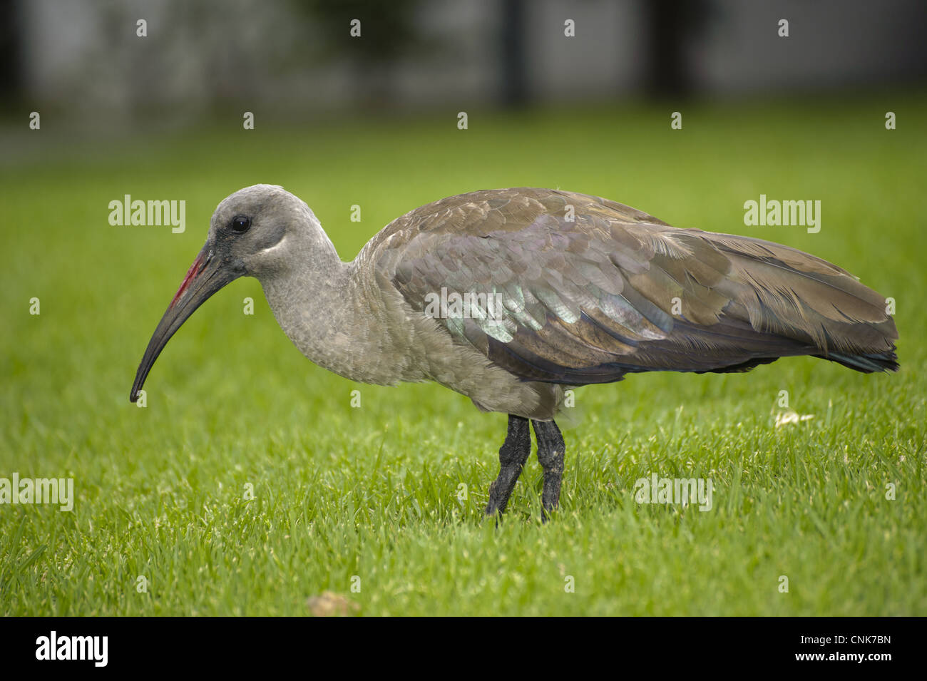Hadada Ibis (Bostrychia hagedash) adult, standing on grass, Knysna ...