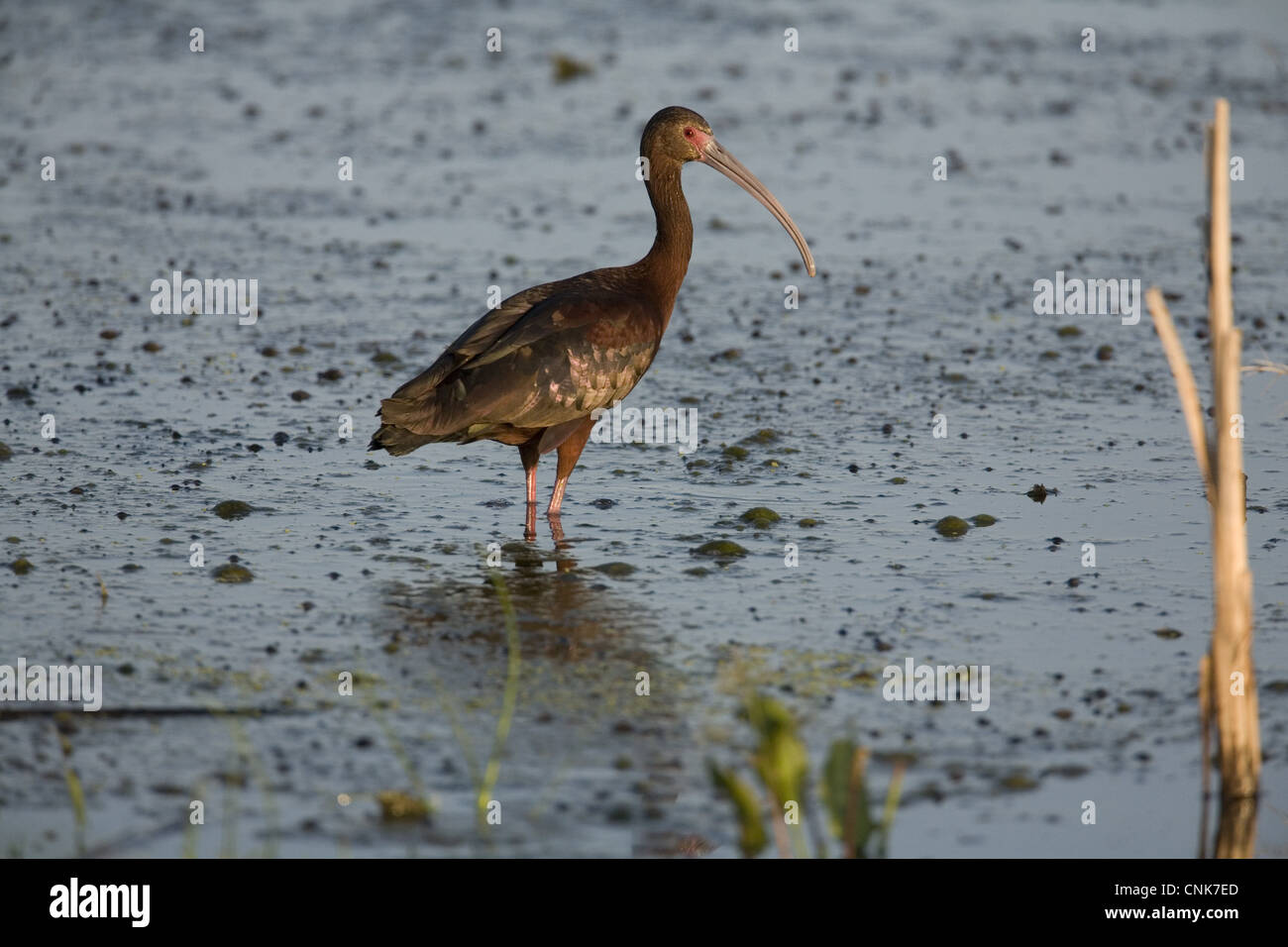 White-faced Ibis (Plegadis chihi) adult, breeding plumage, standing in ...