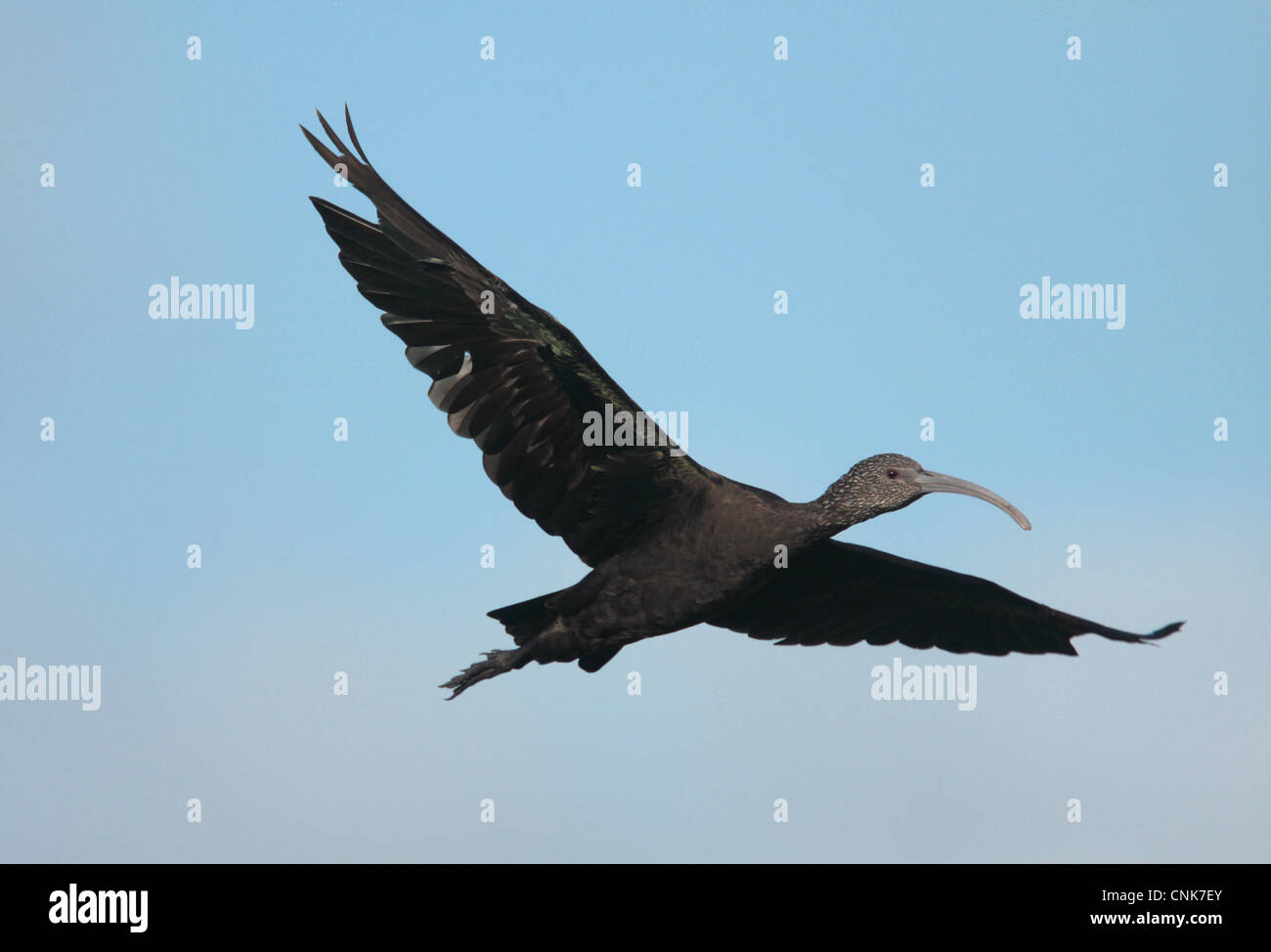 White-faced Ibis Plegadis chihi immature flight moulting wing feathers ...