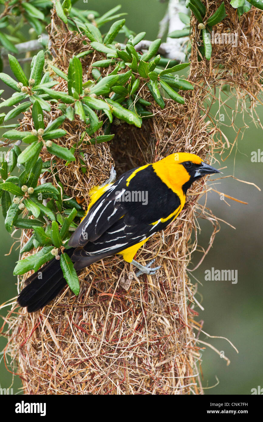 North America, USA, Texas, Cameron Co., San Benito, altamira oriole ...