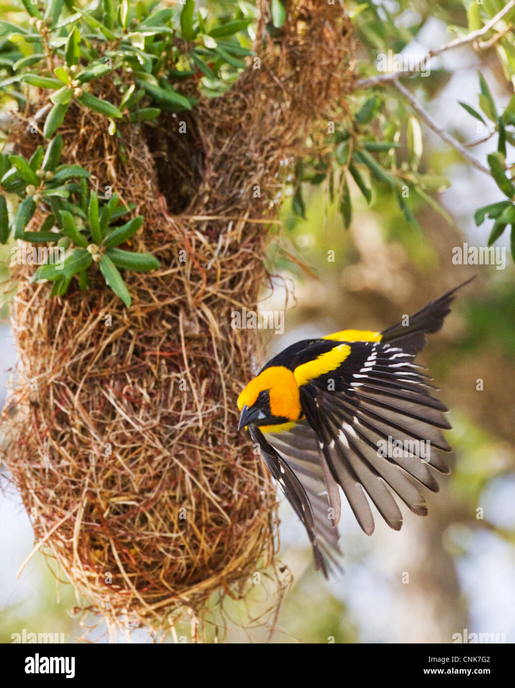 North America, USA, Texas, Cameron Co., San Benito, Altamira Oriole ...