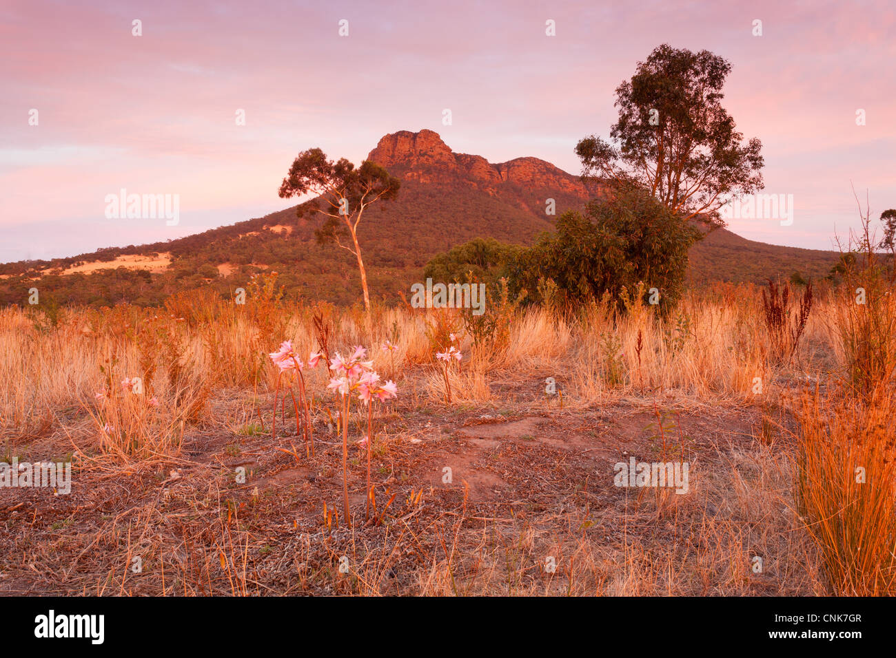 Dunkeld tree hi-res stock photography and images - Alamy