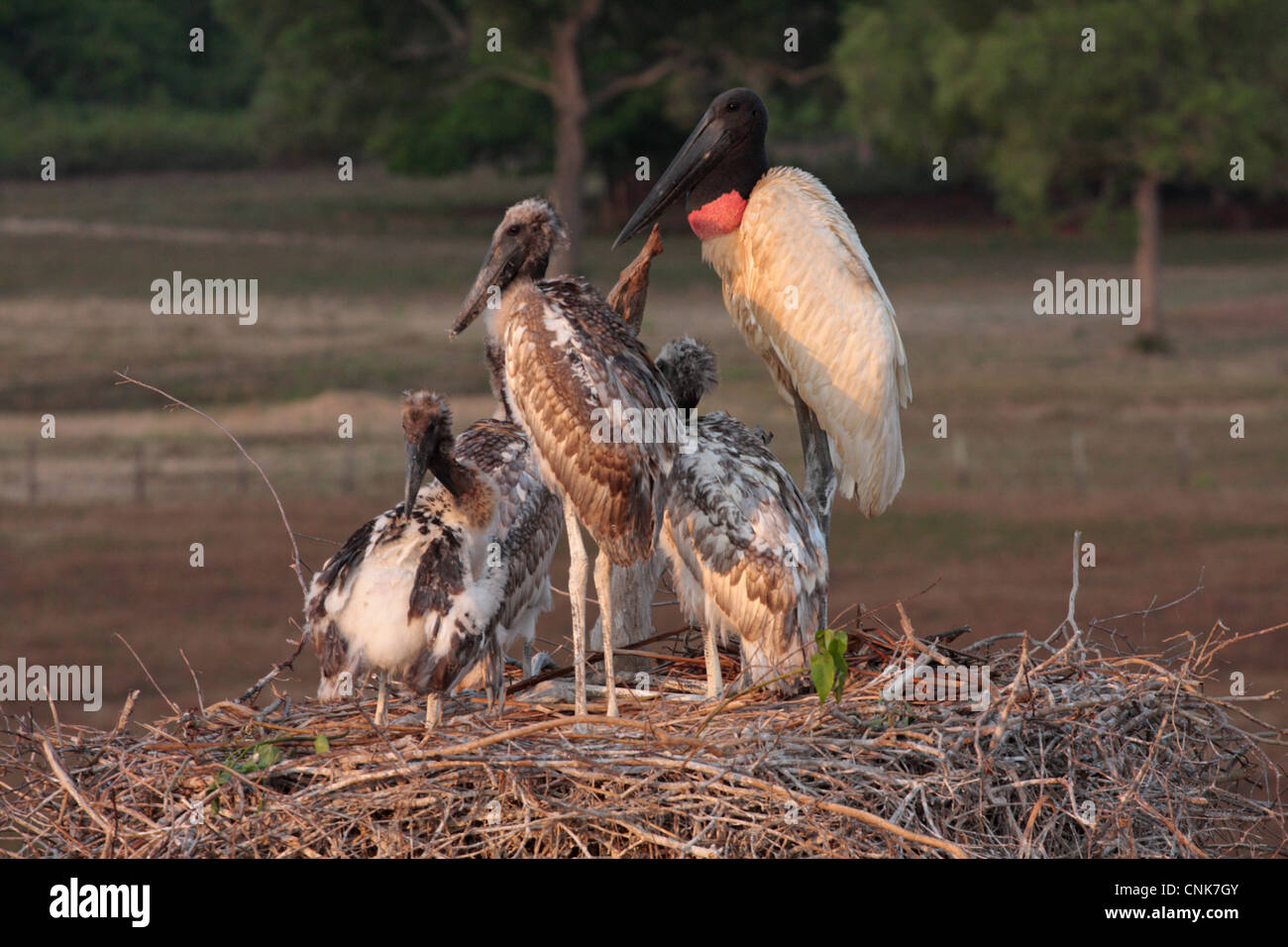 Jabiru (Jabiru mycteria) adult with four chicks at nest, Pantanal ...
