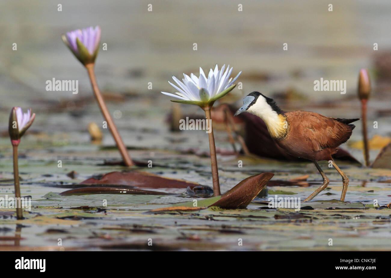 African jacana lily trotter walking on lily pads actophilornis ...