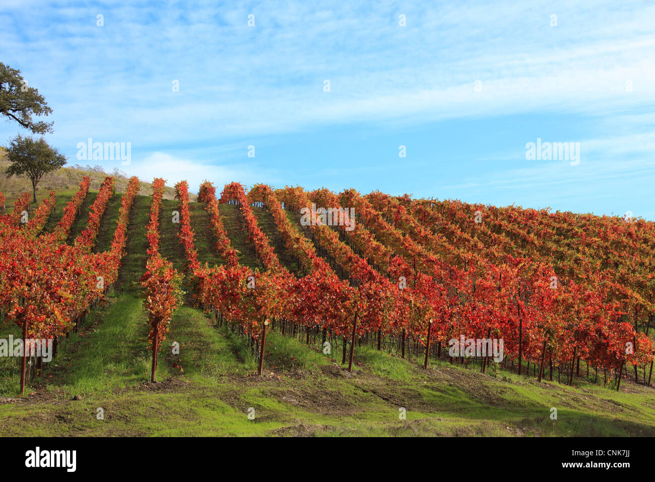 Sonoma county california vineyards hi-res stock photography and images ...