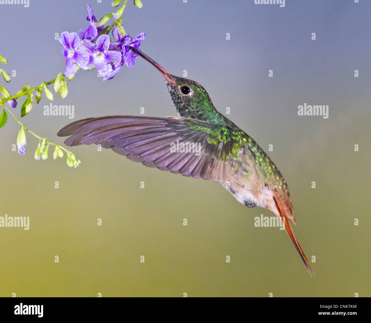 North America, USA, Texas, Hidalgo Co., McAllen, buff-bellied ...