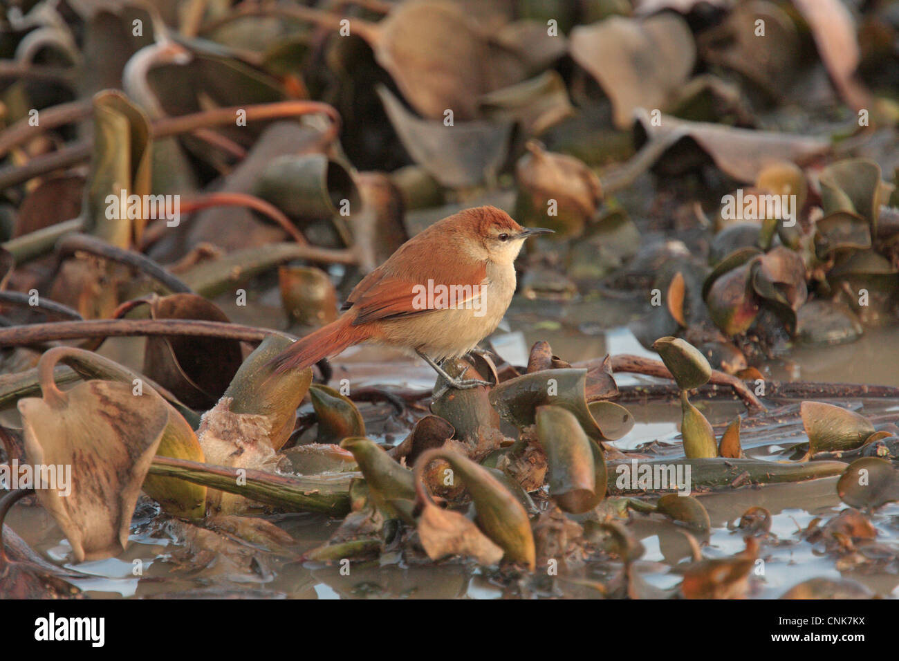 Yellow chinned spinetail hi-res stock photography and images - Alamy
