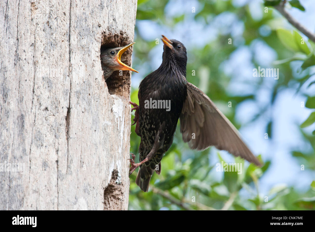 USA, Texas, Hidalgo Co., McAllen, Quinta Mazatlan Birding Center ...